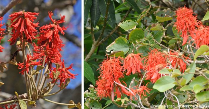 Erythrina abyssinica | PlantZAfrica